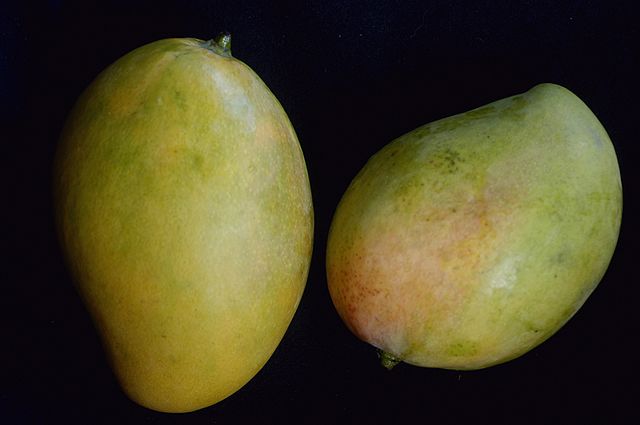 Mango: qué es, características, hábitat, cultivo, beneficios