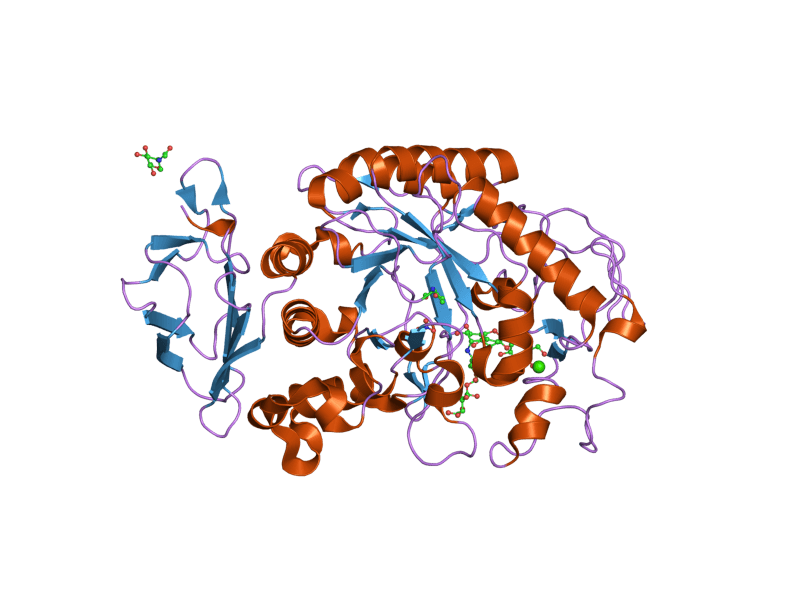 Alfa amilasa: características, estructura, funciones