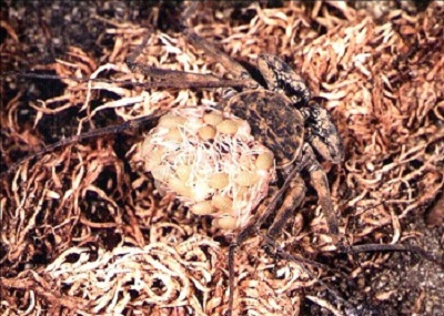 Amblipigios: qué son, características, hábitat, alimentación, especies