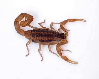 Alacranes: qué son, características, hábitat, especies