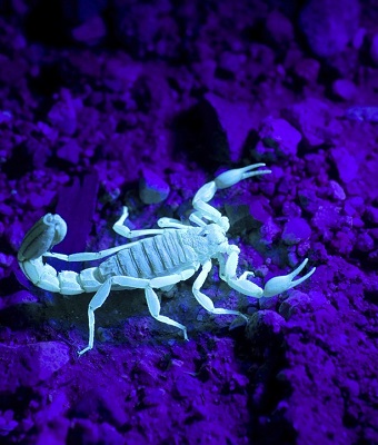 Alacranes: qué son, características, hábitat, especies