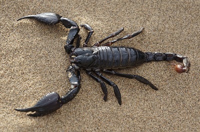 Alacranes: características, hábitat, reproducción y alimentación