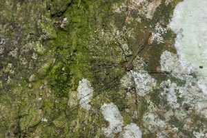 Opiliones: qué son, características, hábitat, morfología, especies
