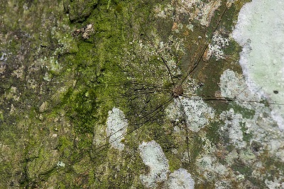 Opiliones: qué son, características, hábitat, morfología, especies