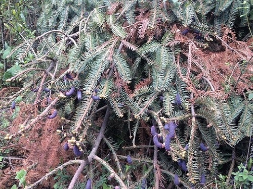 Oyamel: qué es, características, hábitat y usos