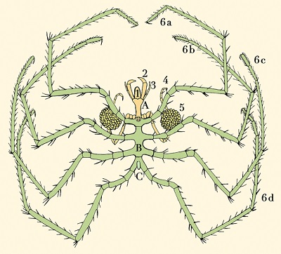 Picnogónidos: qué son, características, morfología, hábitat, reproducción