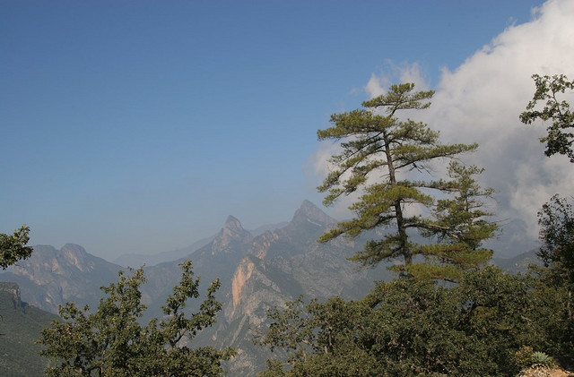 Ocote: características, hábitat, importancia y usos