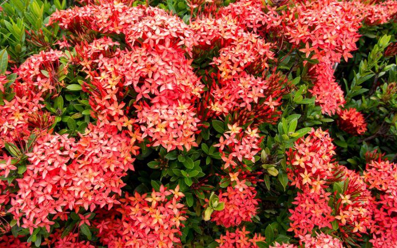 Rubiaceae: qué son, características, hábitat, especies representativas