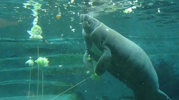 Manatí: características, hábitat, alimentación, comportamiento