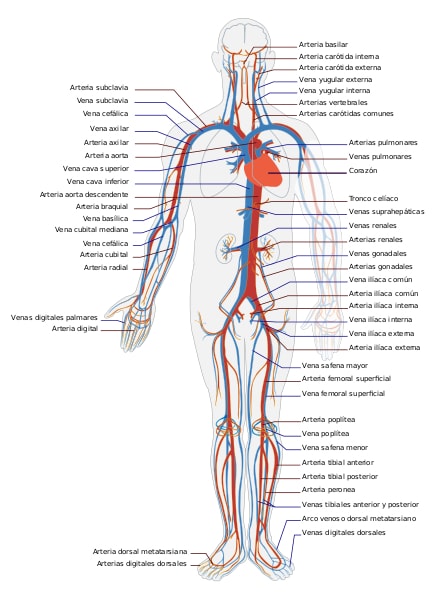 Sistema cardiovascular: fisiología, órganos funciones, histología