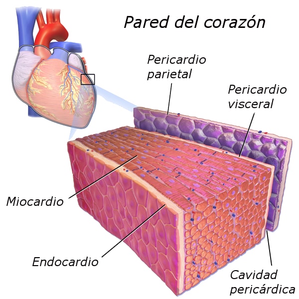 Músculo cardíaco: estructura, fisiología, funciones, enfermedades