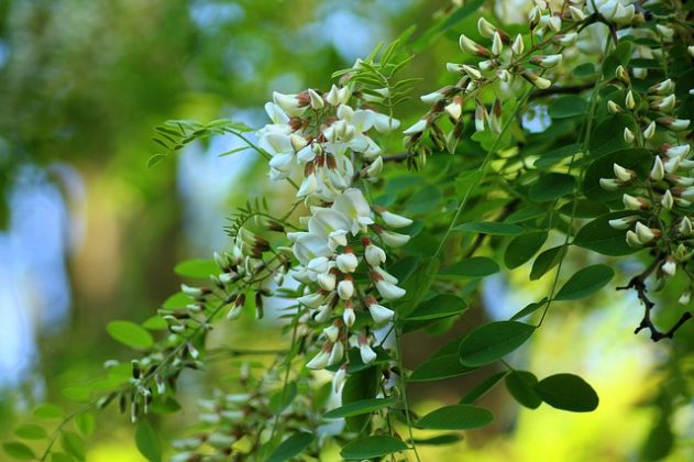 Acacia: qué es, características, hábitat, especies, usos y cuidados