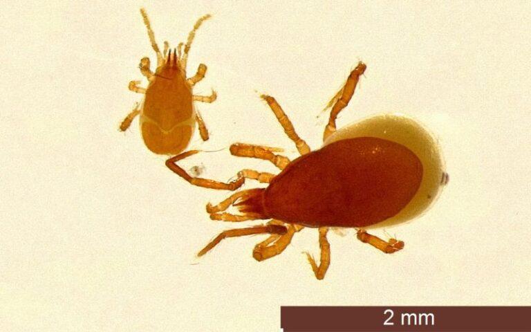 Ácaros: qué son, características, morfología, hábitat, especies