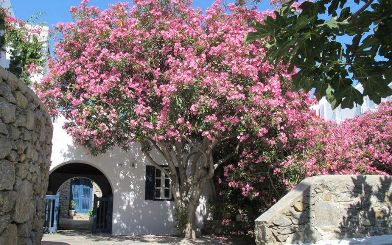 Adelfa: qué es, características, hábitat, cultivo, usos y toxicidad