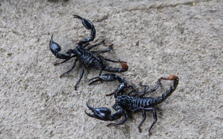 Alacranes: qué son, características, hábitat, especies