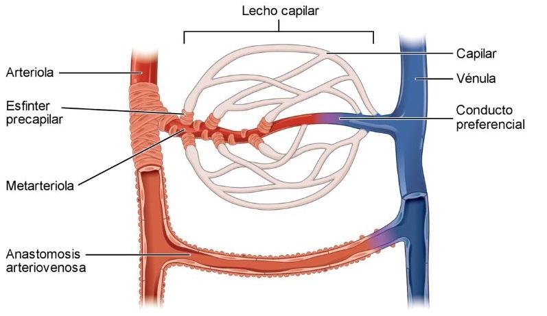 Arteriolas: qué son, características, histología y funciones