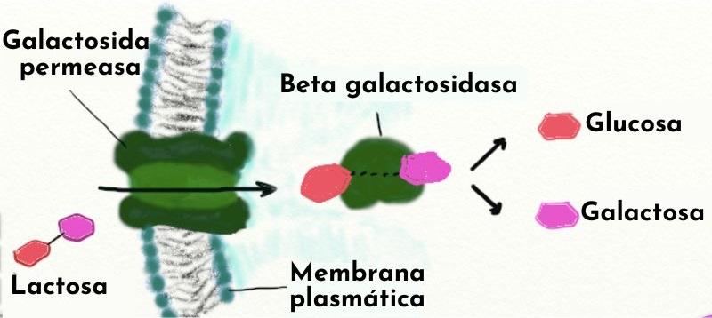 Beta galactosidasa: qué es, características, estructura, funciones