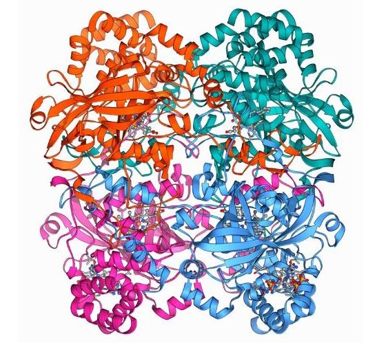 Catalasa: qué es, características, estructura, funciones y patologías