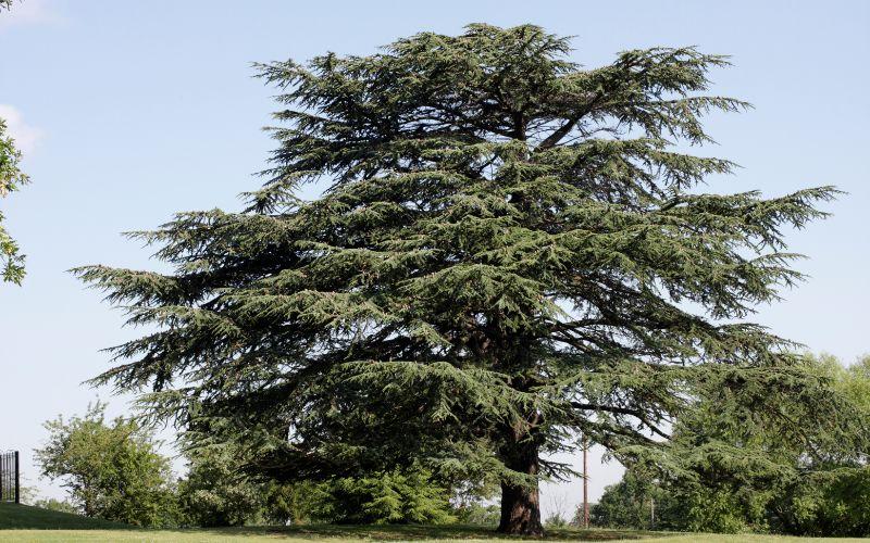 Cedros: qué son, características, hábitat, usos y enfermedades