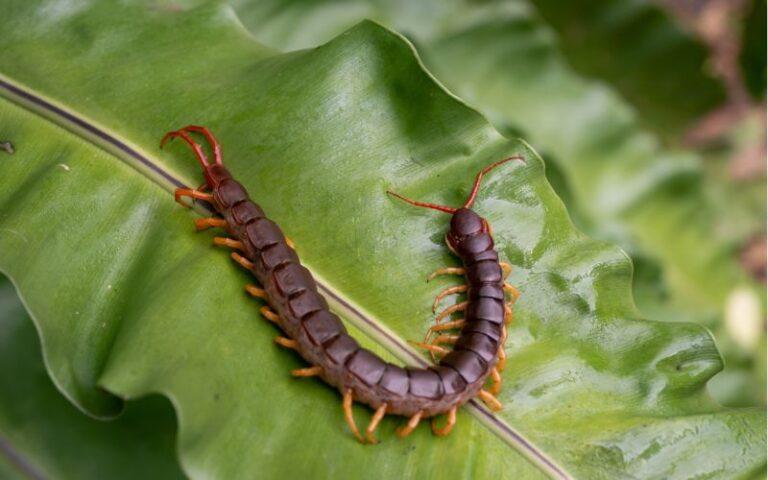 Ciempiés: qué son, características, hábitat, tipos y ejemplos