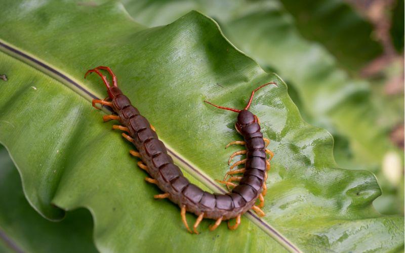 Ciempiés: qué son, características, hábitat, tipos y ejemplos