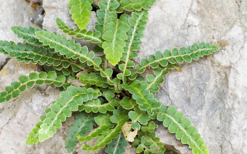 Doradilla: qué es, características, hábitat, cultivo y usos