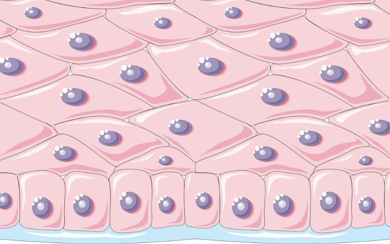 Epitelio plano simple: qué es, características, tipos y funciones