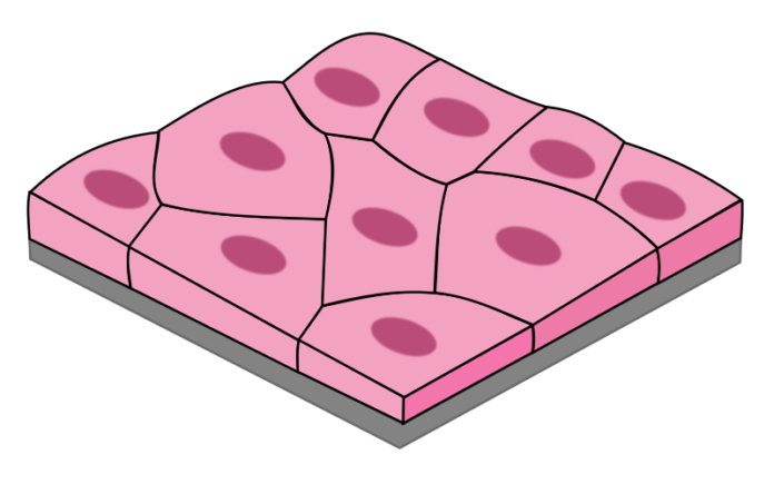 Epitelio cúbico simple: características, funciones y patologías