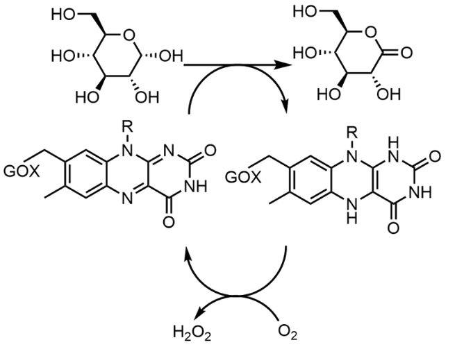 Glucosa oxidasa: qué es, características, estructura y funciones