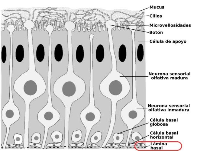 Lámina basal: qué es, características, histología, funciones