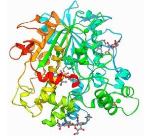 Lipasas: qué son, características, estructura y funciones