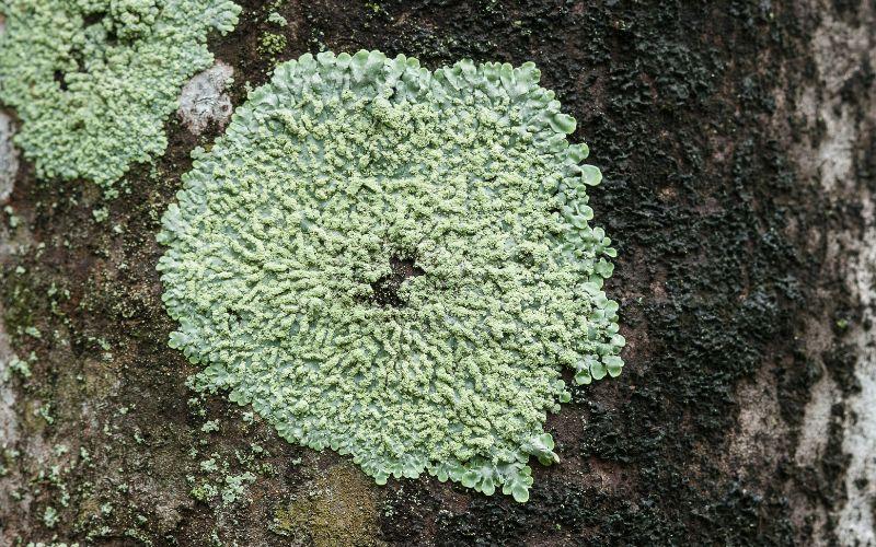 Liquenes Fruticosos LÍQUENES By Editorial Universidad Técnica Del