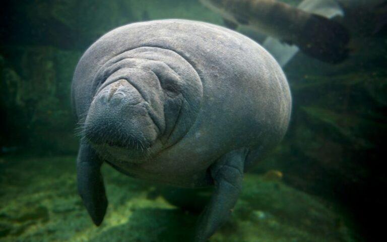 Manatí: qué es, características, hábitat, reproducción