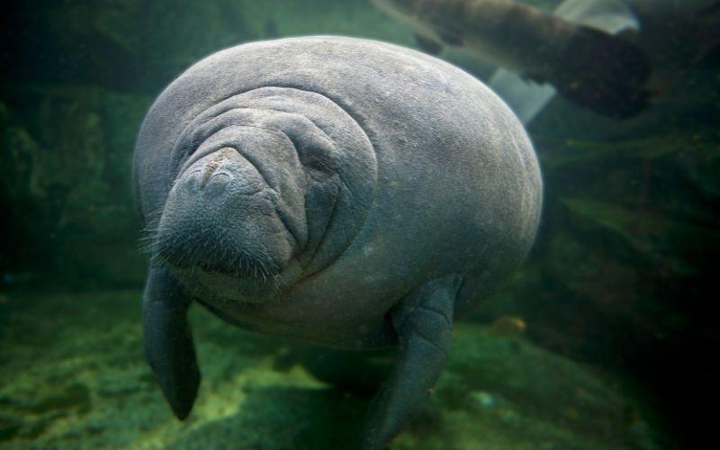 Manatí: qué es, características, hábitat, reproducción