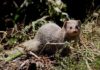 Mangosta: características, hábitat, reproducción y alimentación