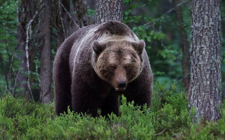 Animales