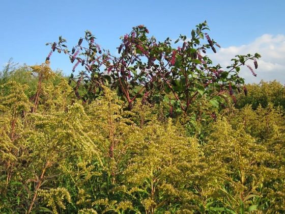 Phytolacca: qué es, características, hábitat, usos y especies