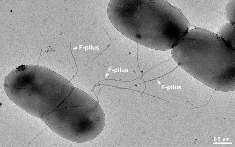 Pili: qué son, características, tipos y funciones