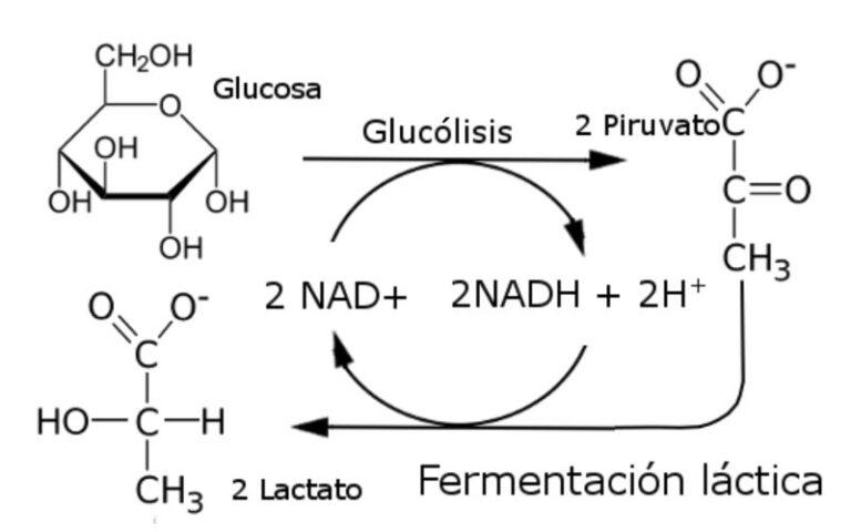 Piruvato: qué es, propiedades, síntesis, papel biológico y aplicaciones