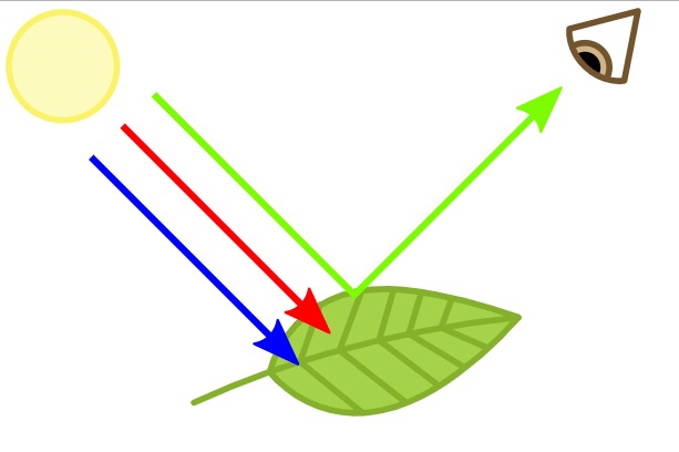 Clorofila: qué es, características, localización, tipos y funciones