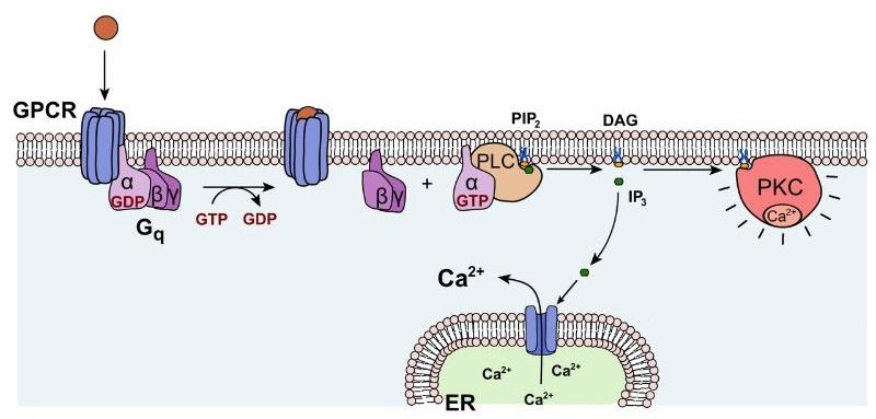 Proteínas G: qué son, estructura, tipos y funciones