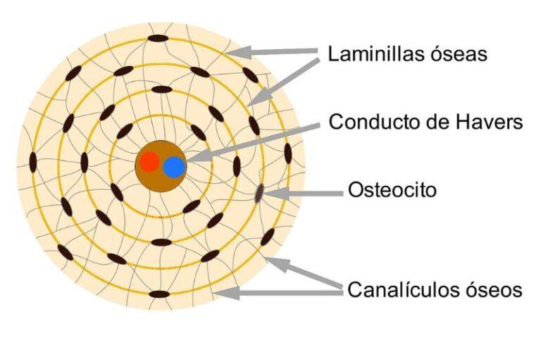 Tejido óseo: qué es, características, estructura, formación, células óseas