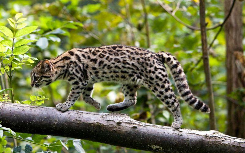 Tigrillo: qué es, características, hábitat, reproducción, alimentación