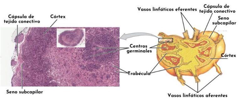 Vasos linfáticos: qué son, características, histología, funciones y tipos