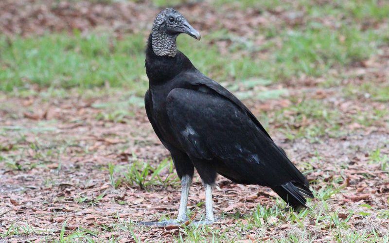 Zopilote: qué es, características, hábitat, alimentación