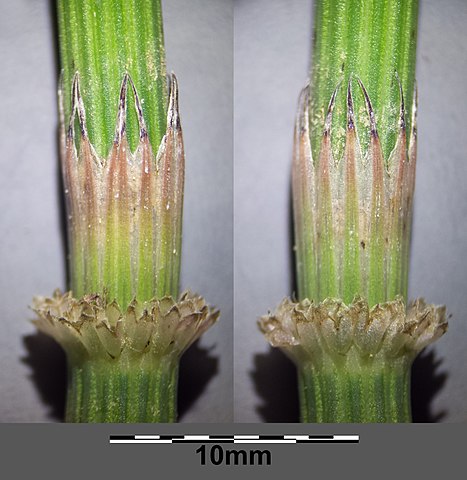 Equisetos: qué son, características, hábitat, especies y usos