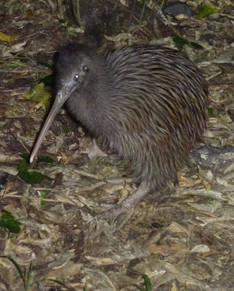 Kiwi: qué es, características, hábitat, especies, comportamiento