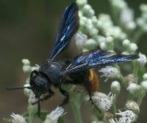 Mayate: qué es, características, hábitat, reproducción, control biológico