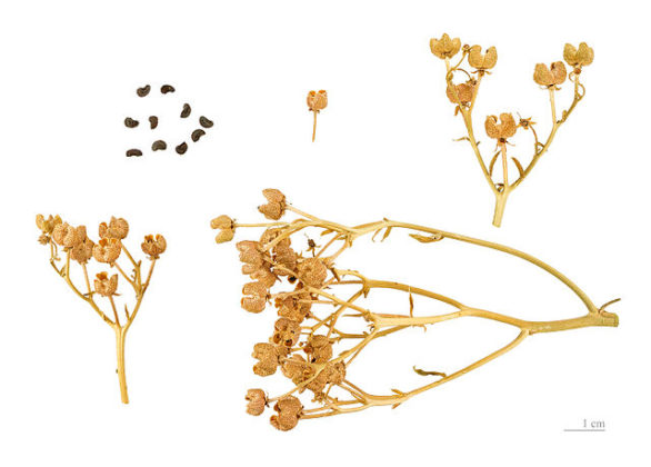 Ruta graveolens: qué es, características, hábitat, propiedades, cuidados