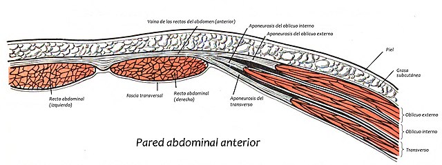 Aponeurosis: características, funciones, localización